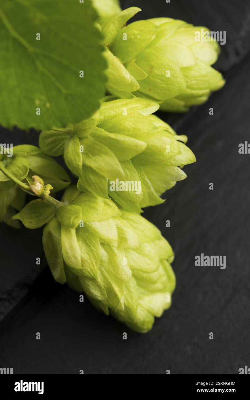 Still life hop branches hi-res stock photography and images - Alamy