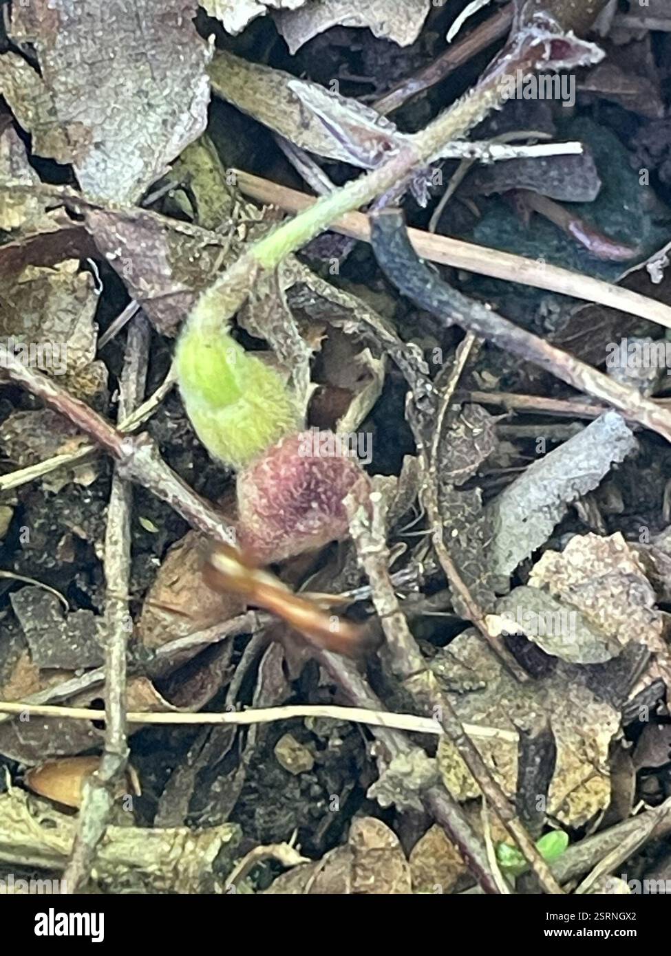 Virginia snakeroot (Aristolochia serpentaria), Plantae, Ridge Path Rd ...