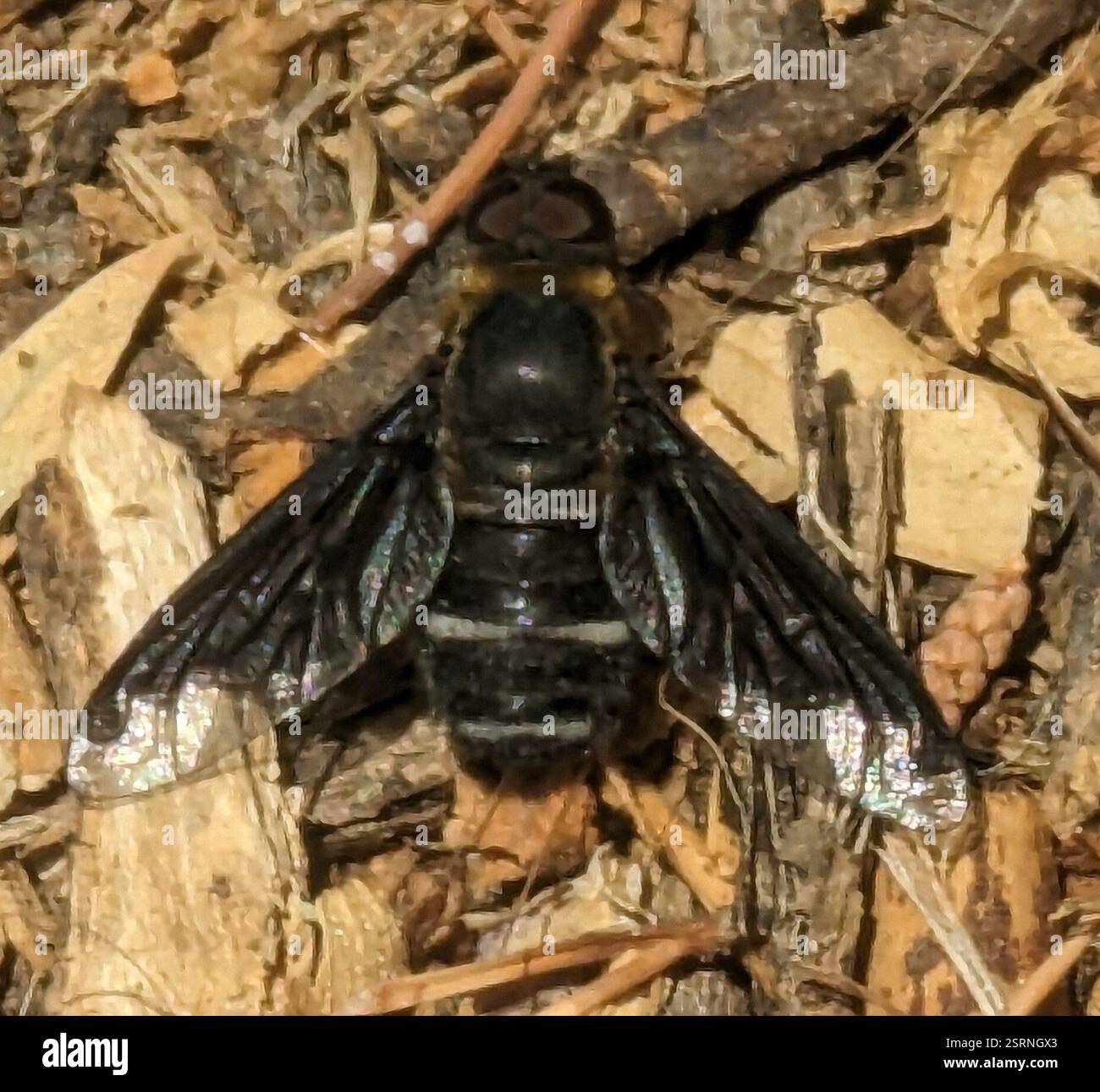 (Hemipenthes velutina), Insecta, Likavittos, Athina, Greece Stock Photo ...