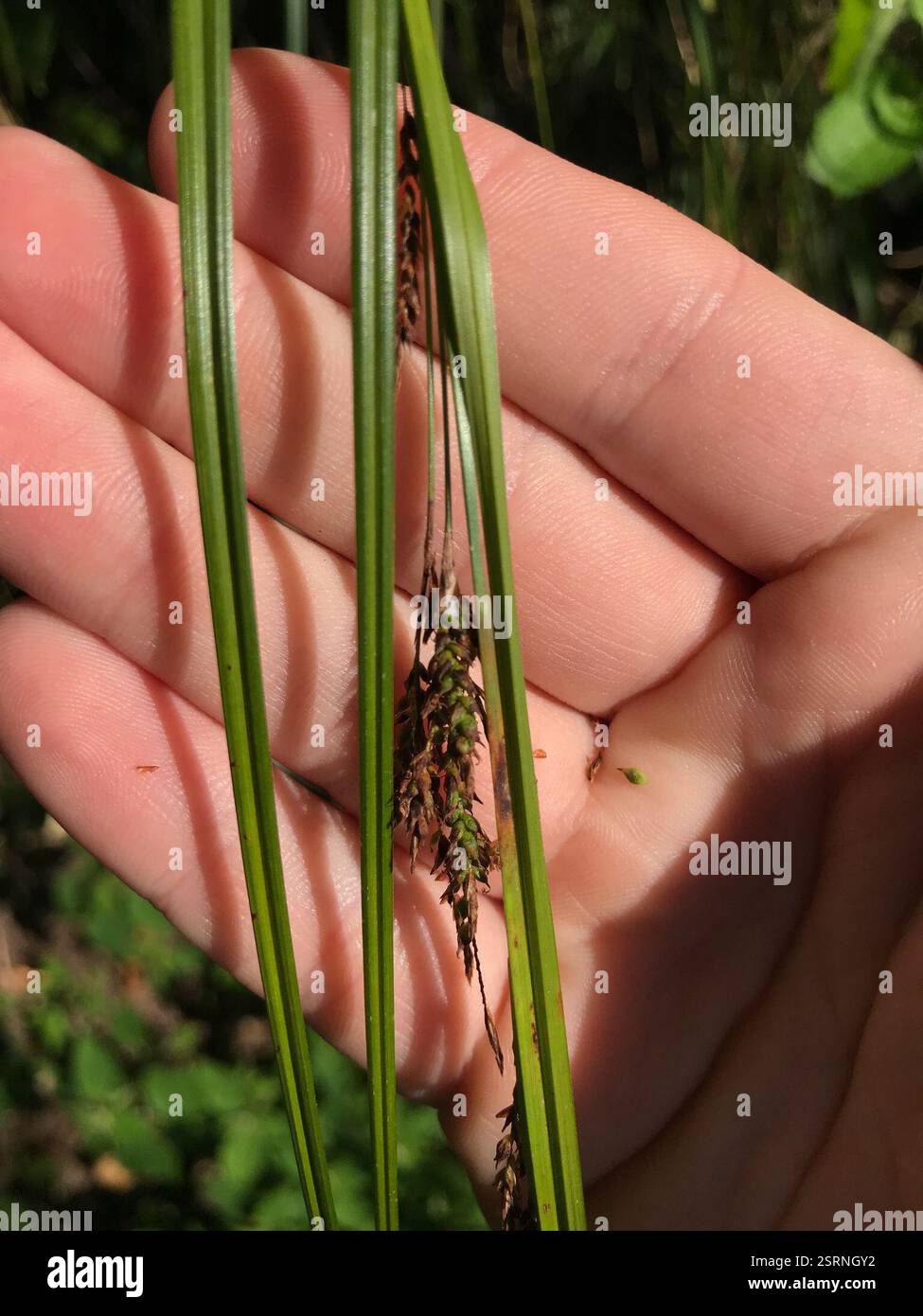 greater brown sedge (Carex brunnea), Plantae, Kamikoshikicho ...