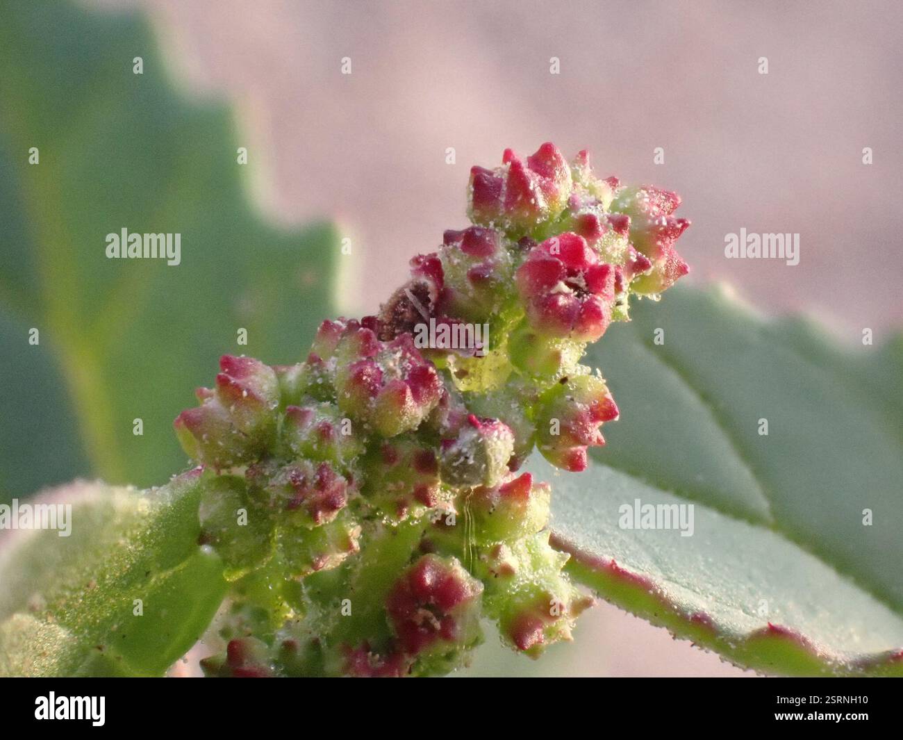 sprawling saltbush (Atriplex suberecta), Plantae, Tarmigt, Drâa ...