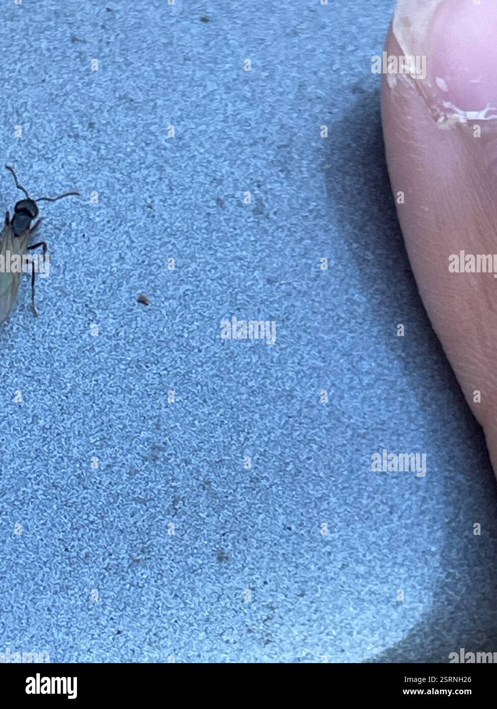 (Notoncus), Insecta, Melbourne VIC, Australia Stock Photo - Alamy