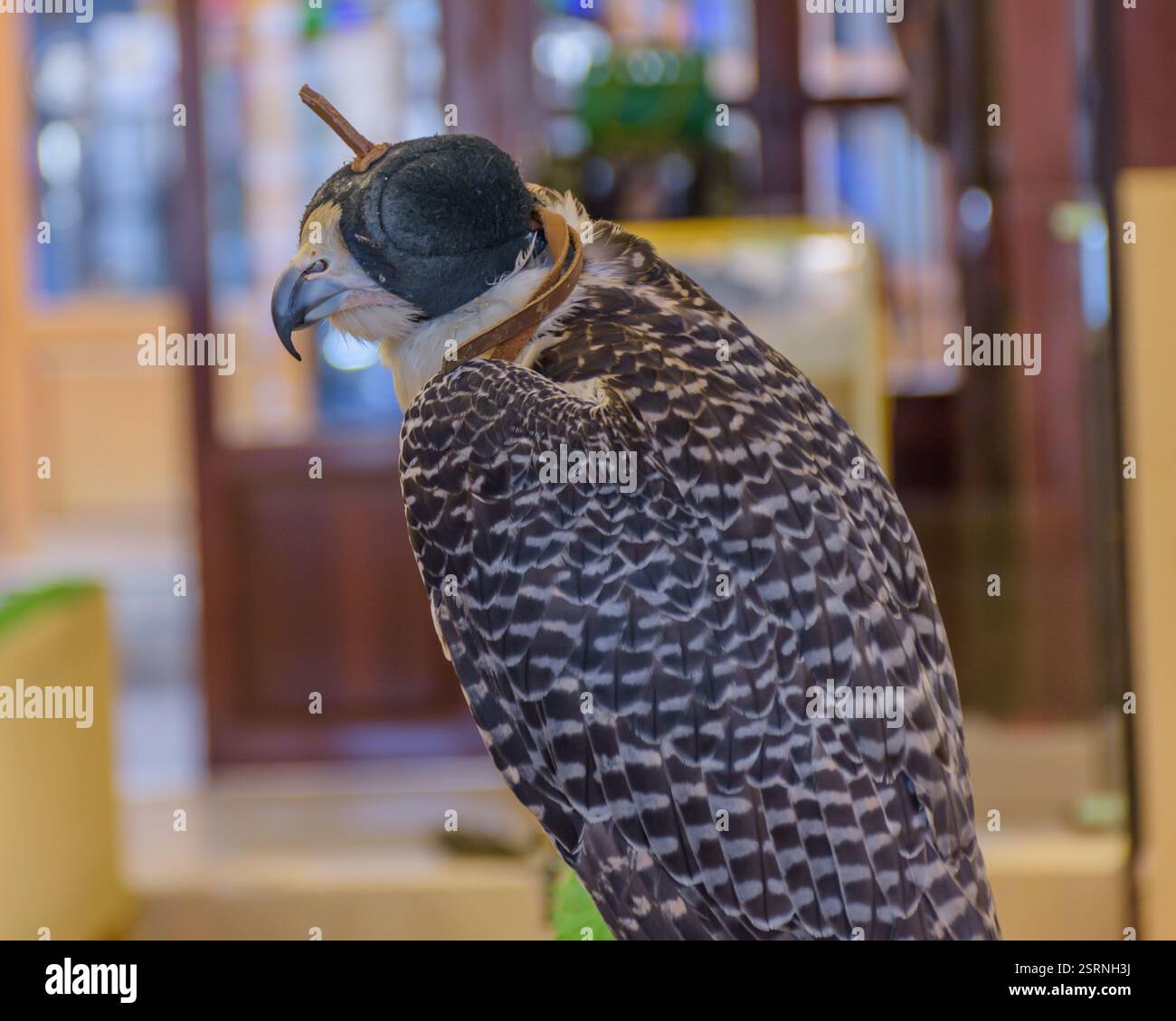 The Arabian Falcon Stock Photo - Alamy