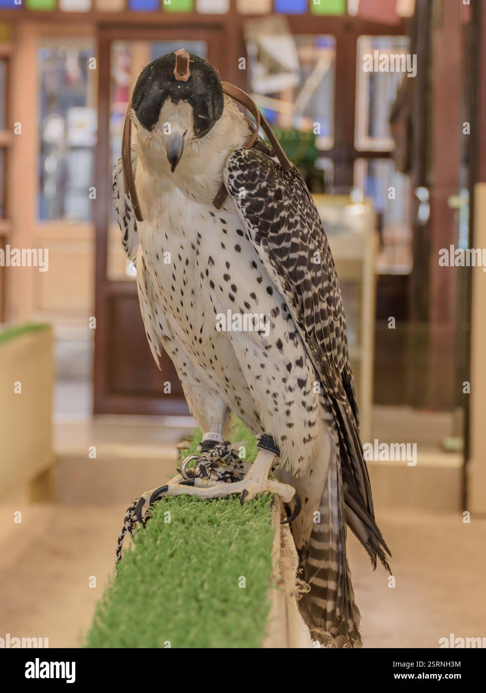 The Arabian Falcon Stock Photo - Alamy