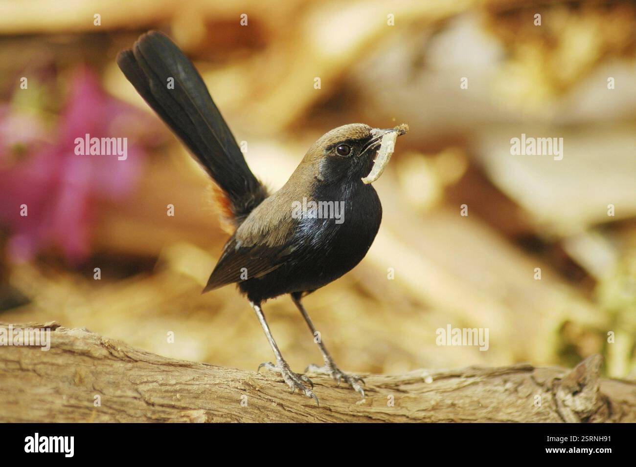 Birds, Indian Robin (Saxicoloides fulicata), Jodhpur, Rajasthan, India ...