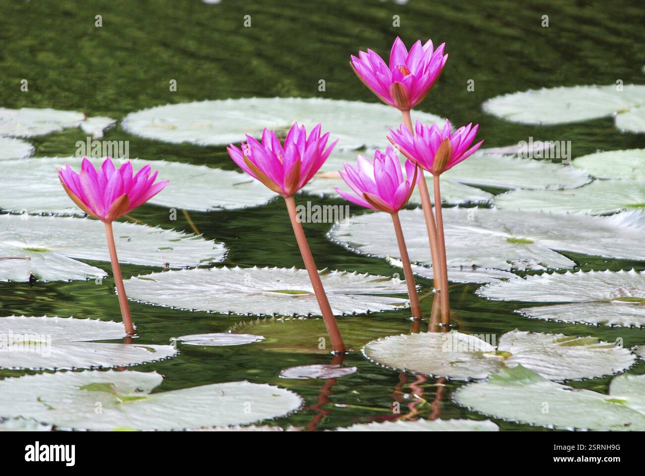 Star water lily nymphaea nouchali lily pool in Botanical Garden, Howrah ...