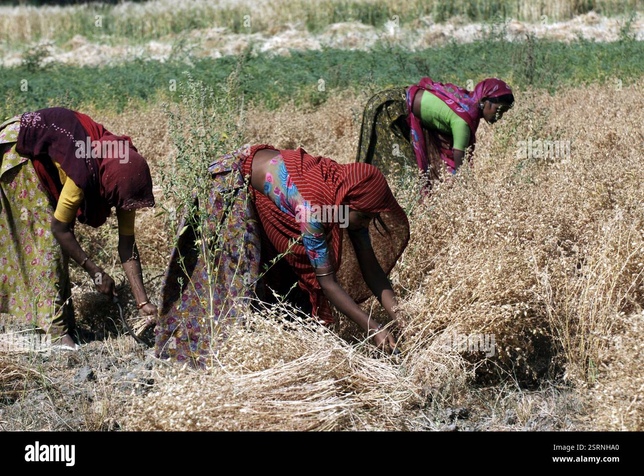 Rajasthani women harvesting wheat crops in field, Rajasthan, India ...