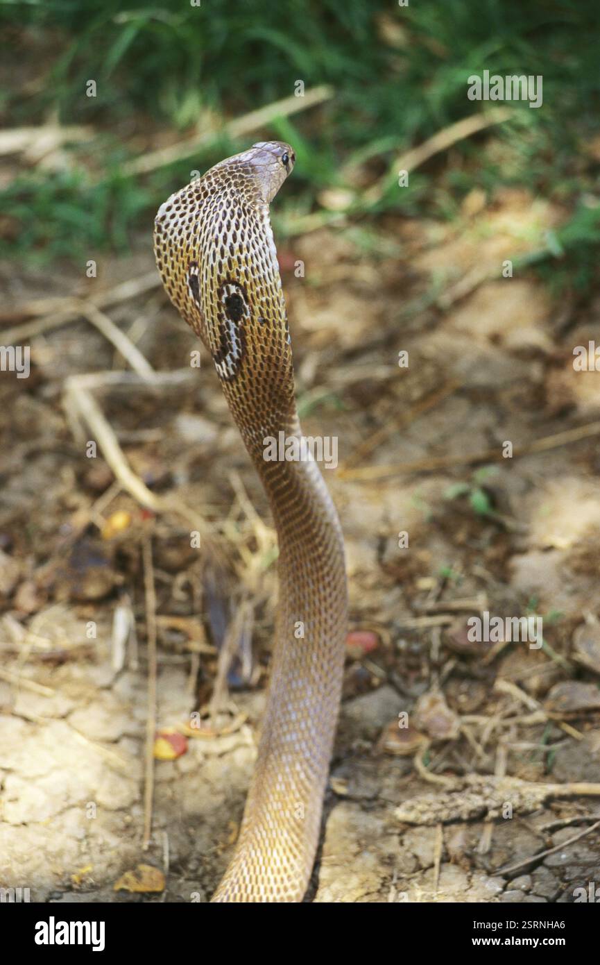 Reptiles, Snake Cobra Story, Battis Shirala, Maharashtra, India, Asia ...