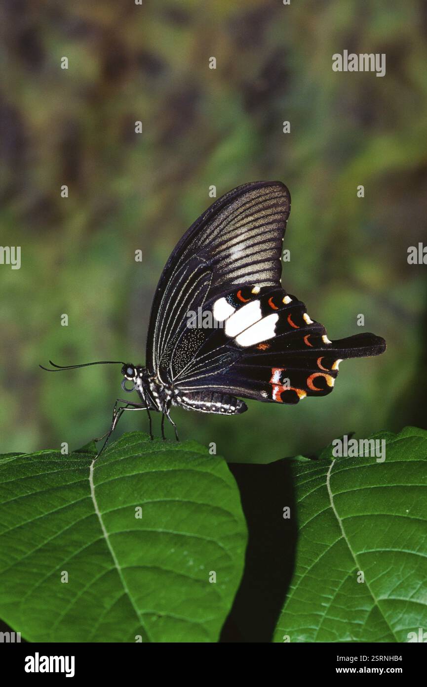 Insects, Himalayas butterfly swallowtail red helen papilio helenus ...