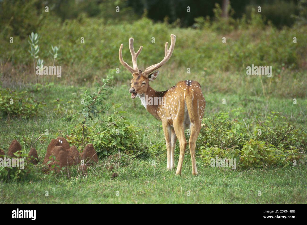 Chital or spotted deer stag axis axis, Bandipur national park ...
