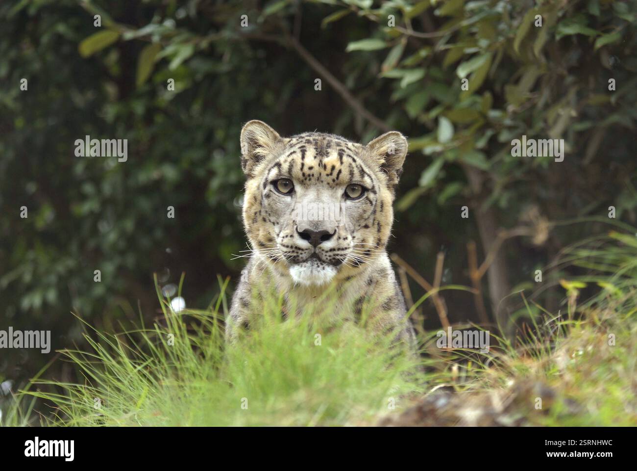 Snow Leopard or ounce panthera uncial, Bangalore, Karnataka, India ...