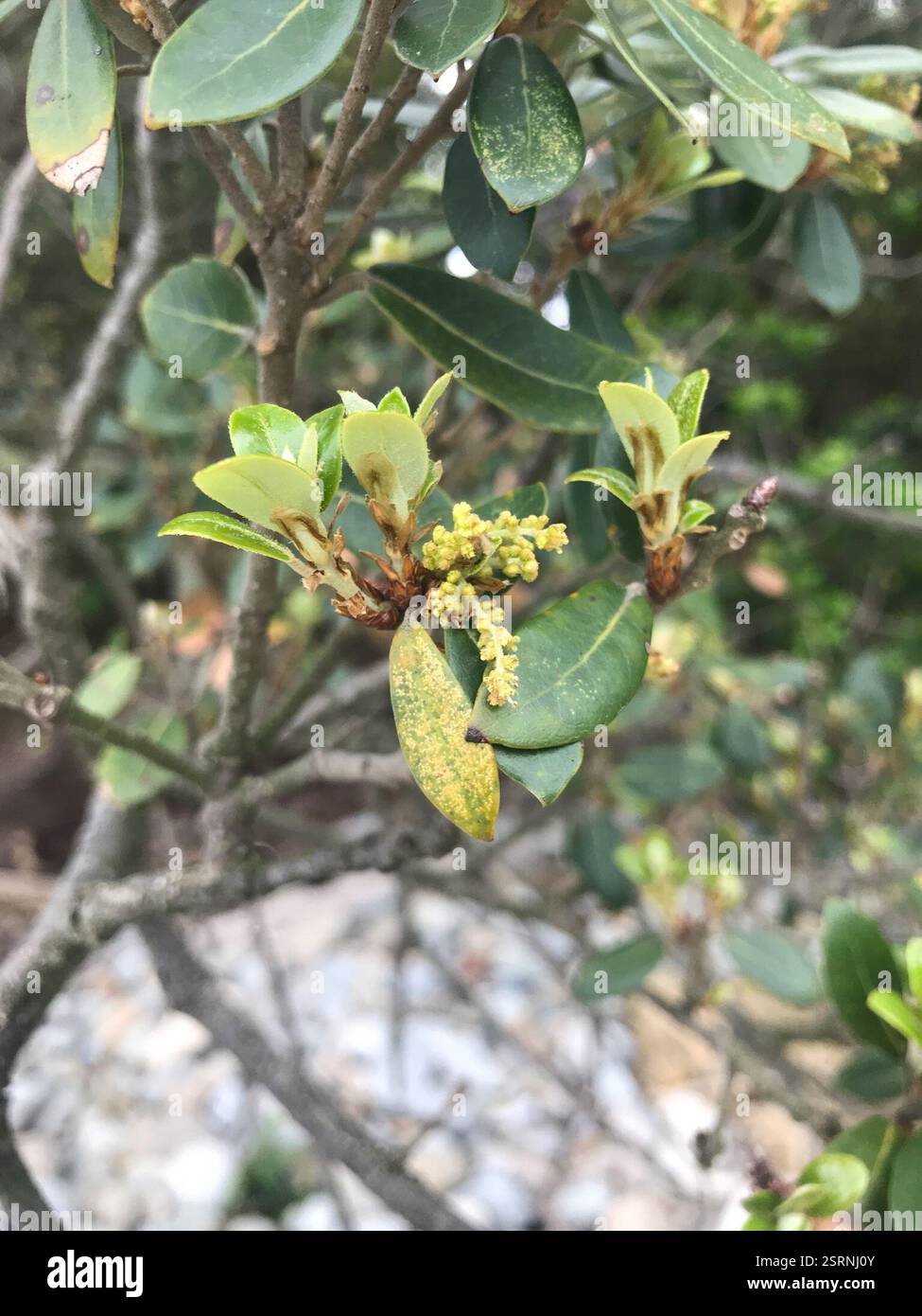 Ubame Oak (Quercus phillyreoides), Plantae, Kamikoshikicho Nakakoshiki ...