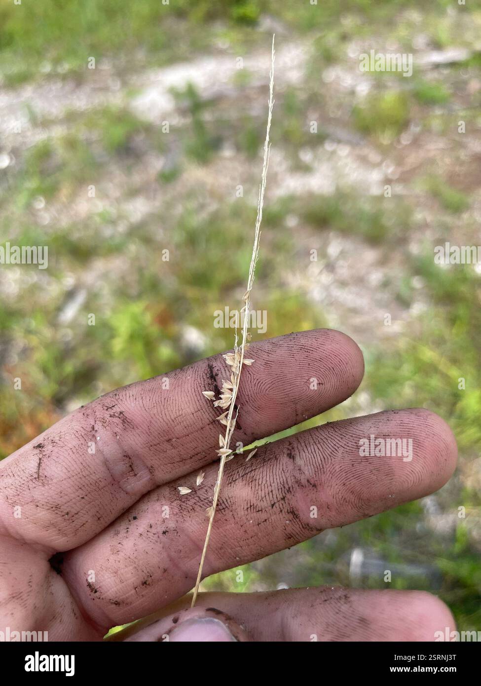 seashore dropseed (Sporobolus virginicus), Plantae, United States Stock ...