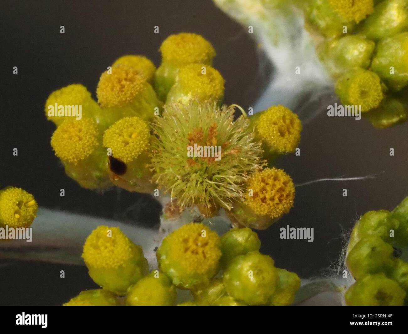 Cotton Weed (Pseudognaphalium affine), Plantae, 台灣台北 Stock Photo - Alamy