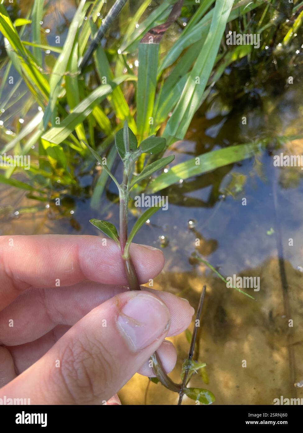 Alligatorweed (Alternanthera philoxeroides), Plantae, Lake Waccamaw ...