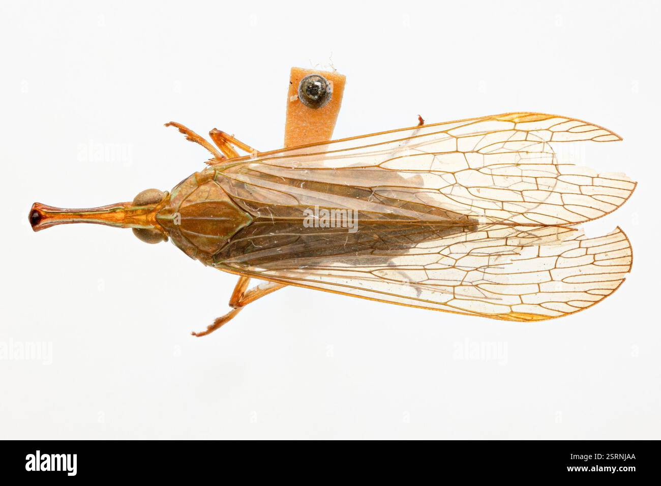 (Lappida ferocula), Insecta, Fortín de las Flores, Ver., Mexico ...