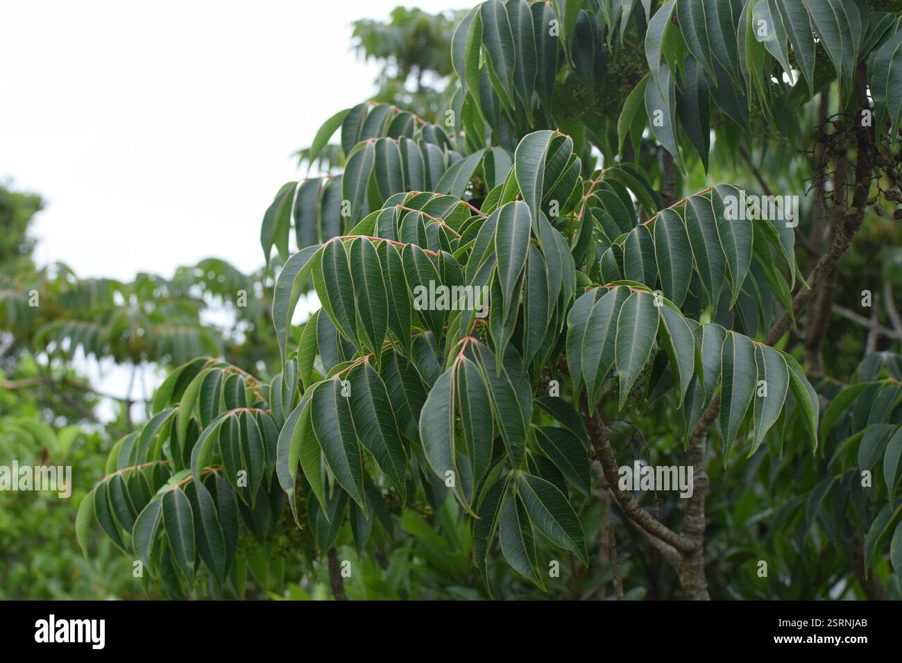 Japanese wax tree (Toxicodendron succedaneum), Plantae, 中国浙江省温州市洞头区 ...