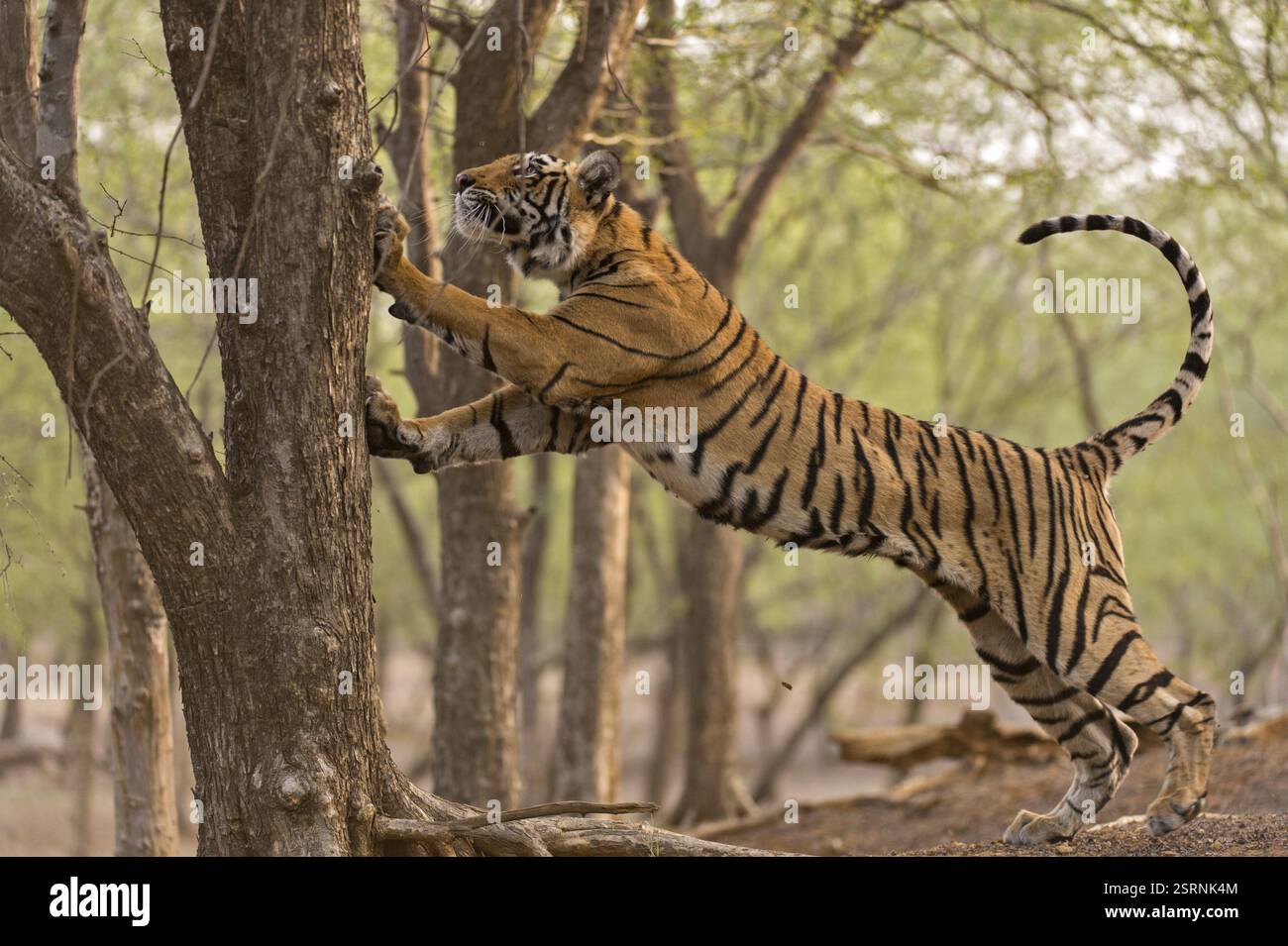 Tiger marking on tree hi-res stock photography and images - Alamy