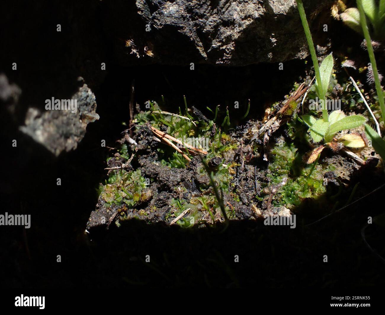 Pearson's phaeoceros (Paraphymatoceros pearsonii), Plantae, Capital, BC ...