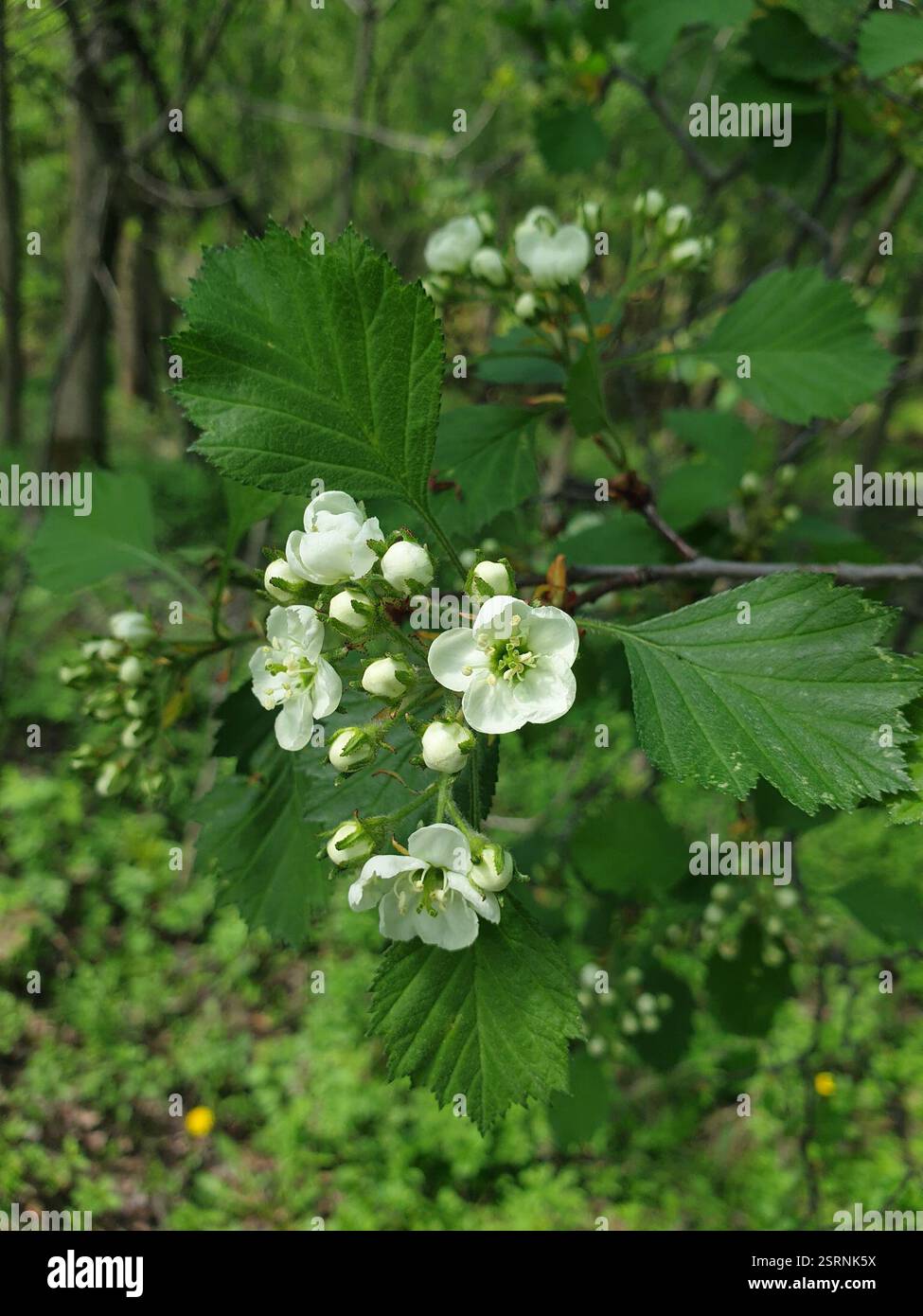 (Crataegus chrysocarpa chrysocarpa), Plantae, Le Vieux-Longueuil ...