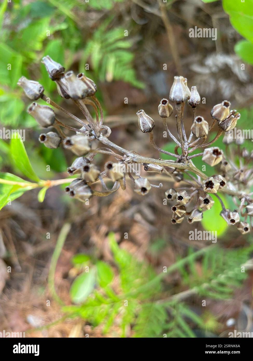 staggerbush (Lyonia mariana), Plantae, Wadesboro, NC, US Stock Photo ...