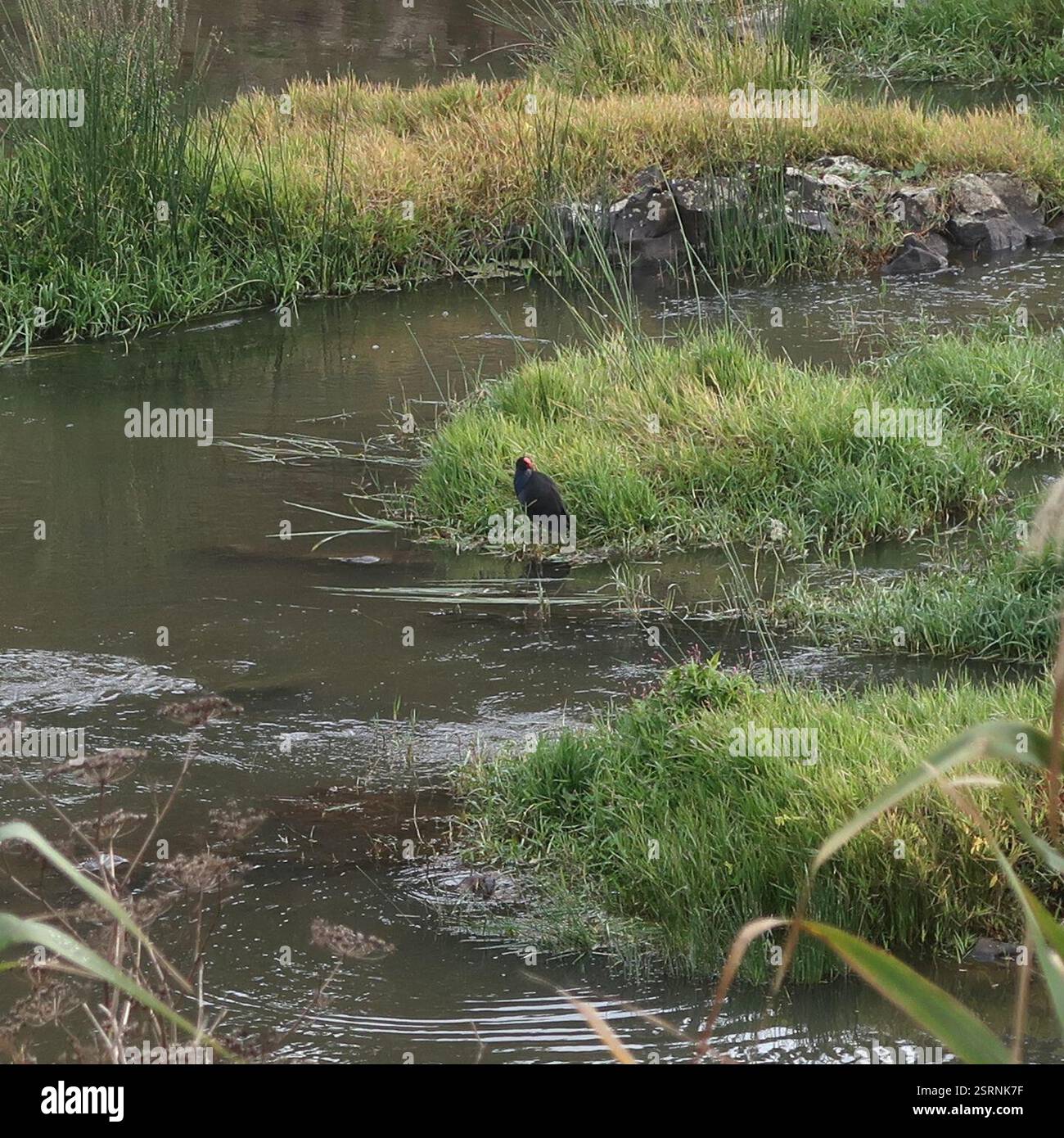 Southeastern Australasian Swamphen (Porphyrio melanotus melanotus ...