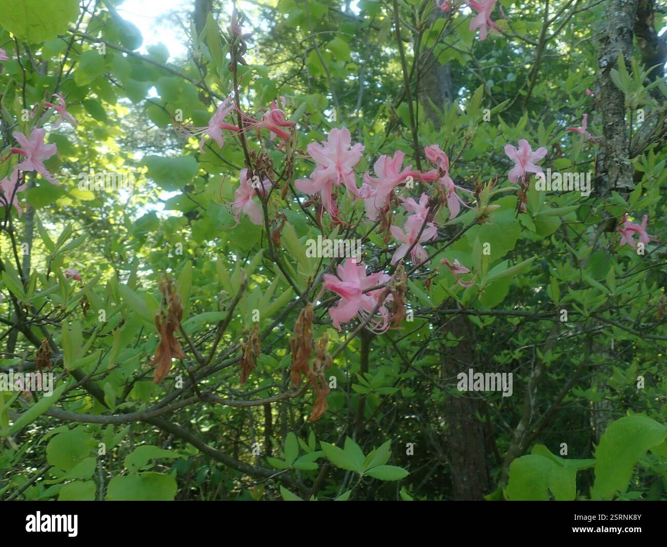 early azalea (Rhododendron prinophyllum), Plantae, Athol, MA, USA, Very ...