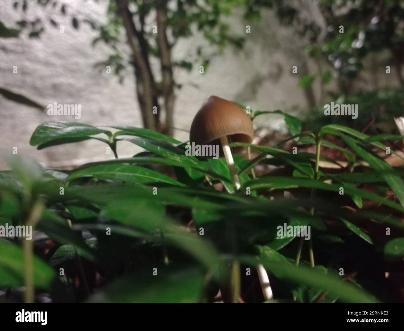 Brittlestems and Allies (Psathyrellaceae), Fungi, North Taieri, New ...