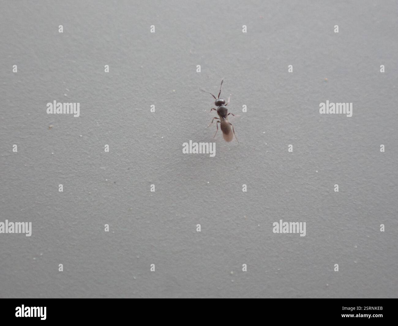 (Scelionidae), Insecta, Val Marie No. 17, SK S0N, Canada Stock Photo ...