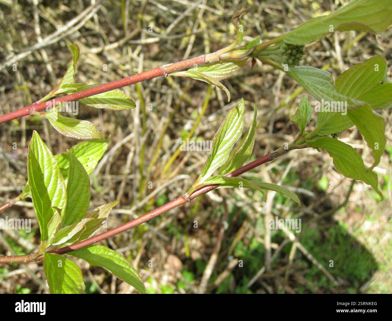 red osier dogwood (Cornus sericea), Plantae, West Lothian, UK Stock ...