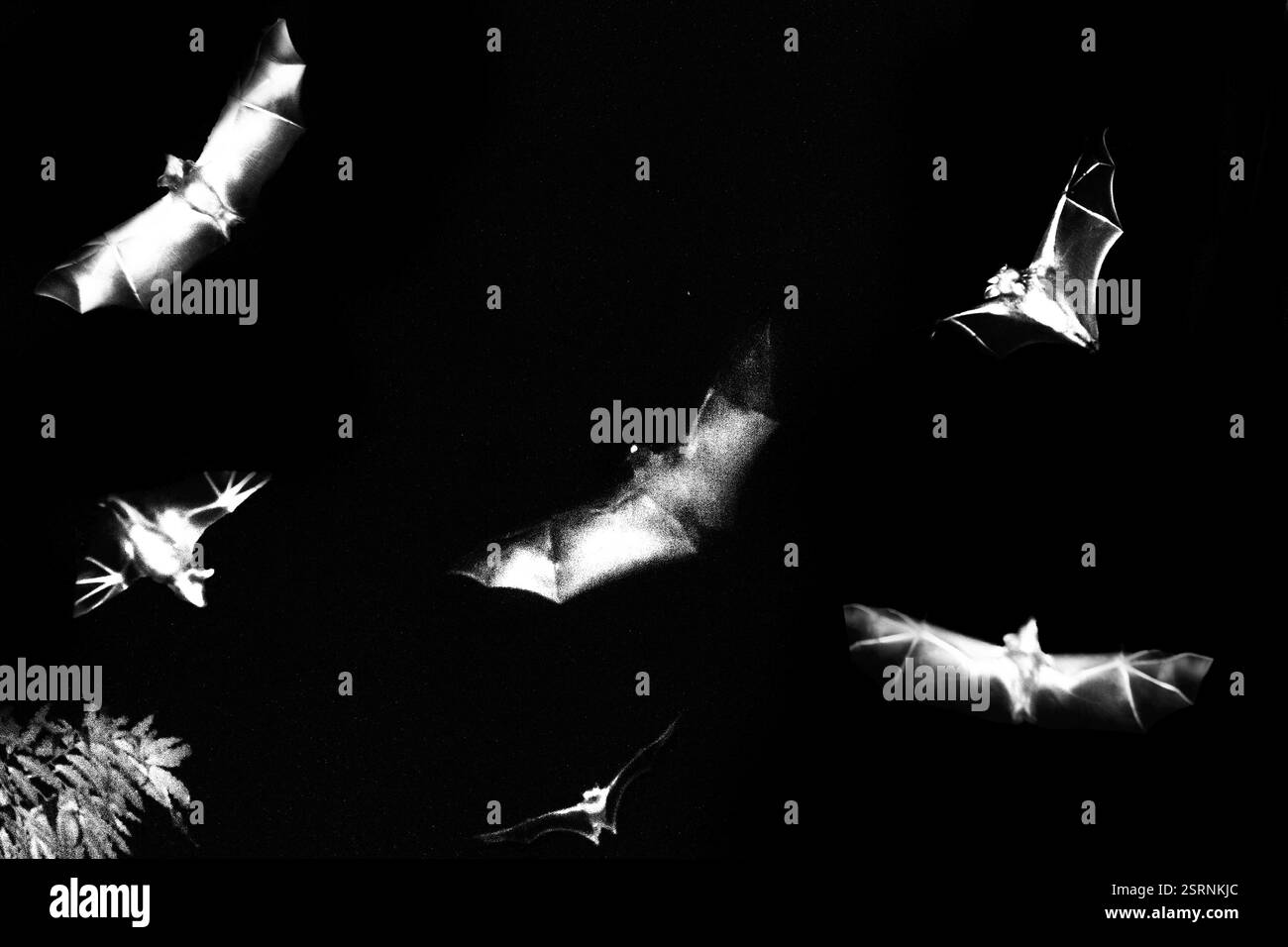 Bats flying, kolkata, west Bengal, India, Asia Stock Photo - Alamy