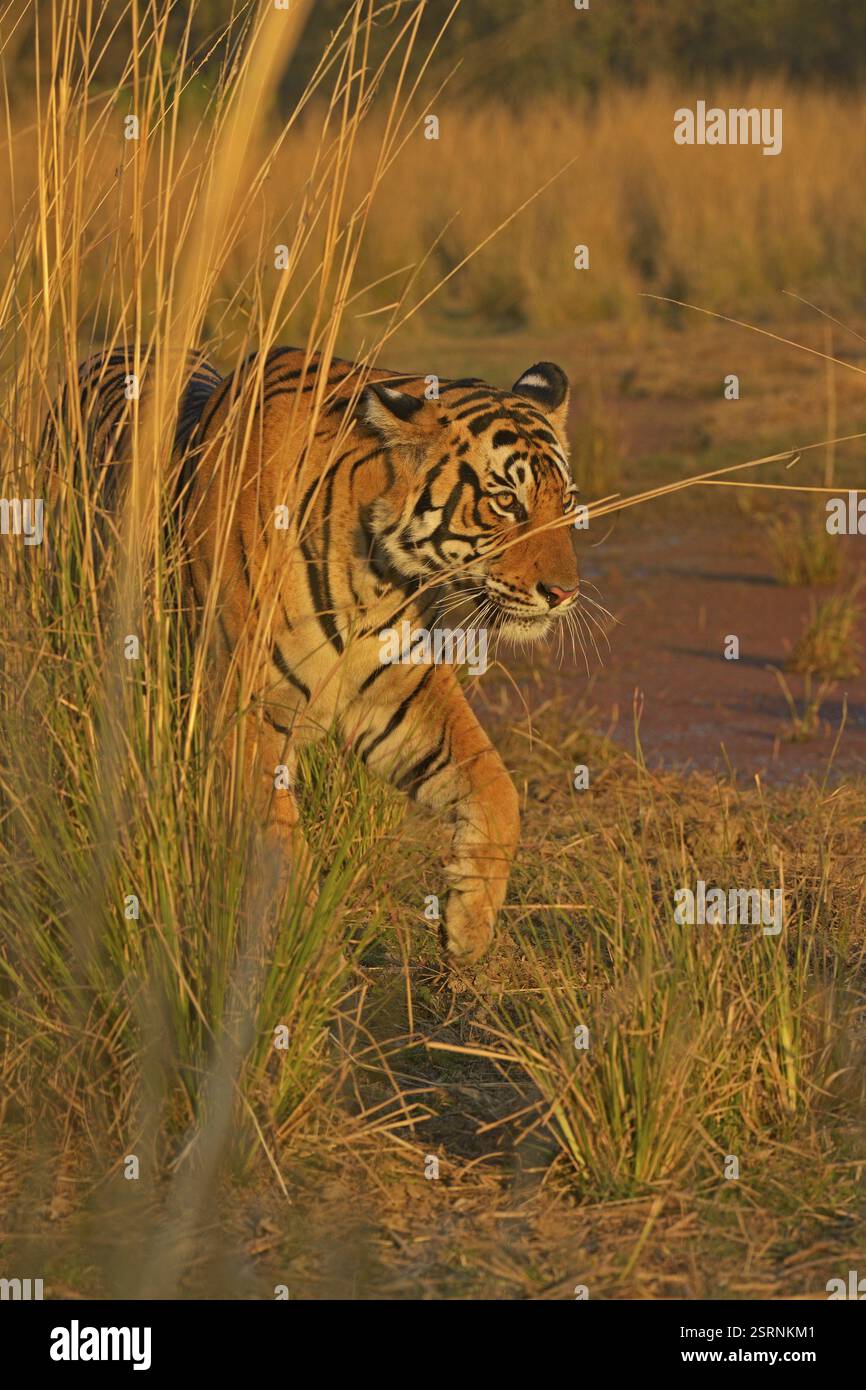 Bengal Tiger, Ranthambore national park, rajasthan, India, Asia Stock ...