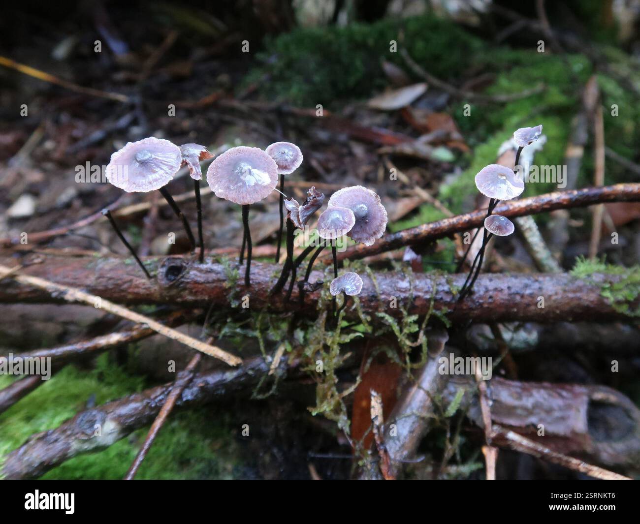 pinwheels and parachute mushrooms (Marasmius), Fungi, Holwell Gorge ...