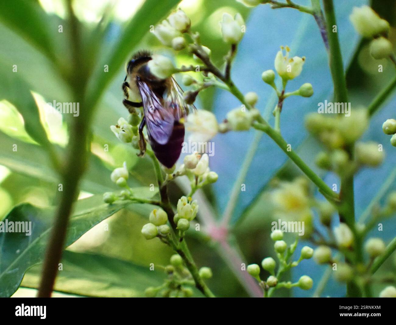 Cape Honey Bee (Apis mellifera capensis), Insecta, Grootvadersbosch ...