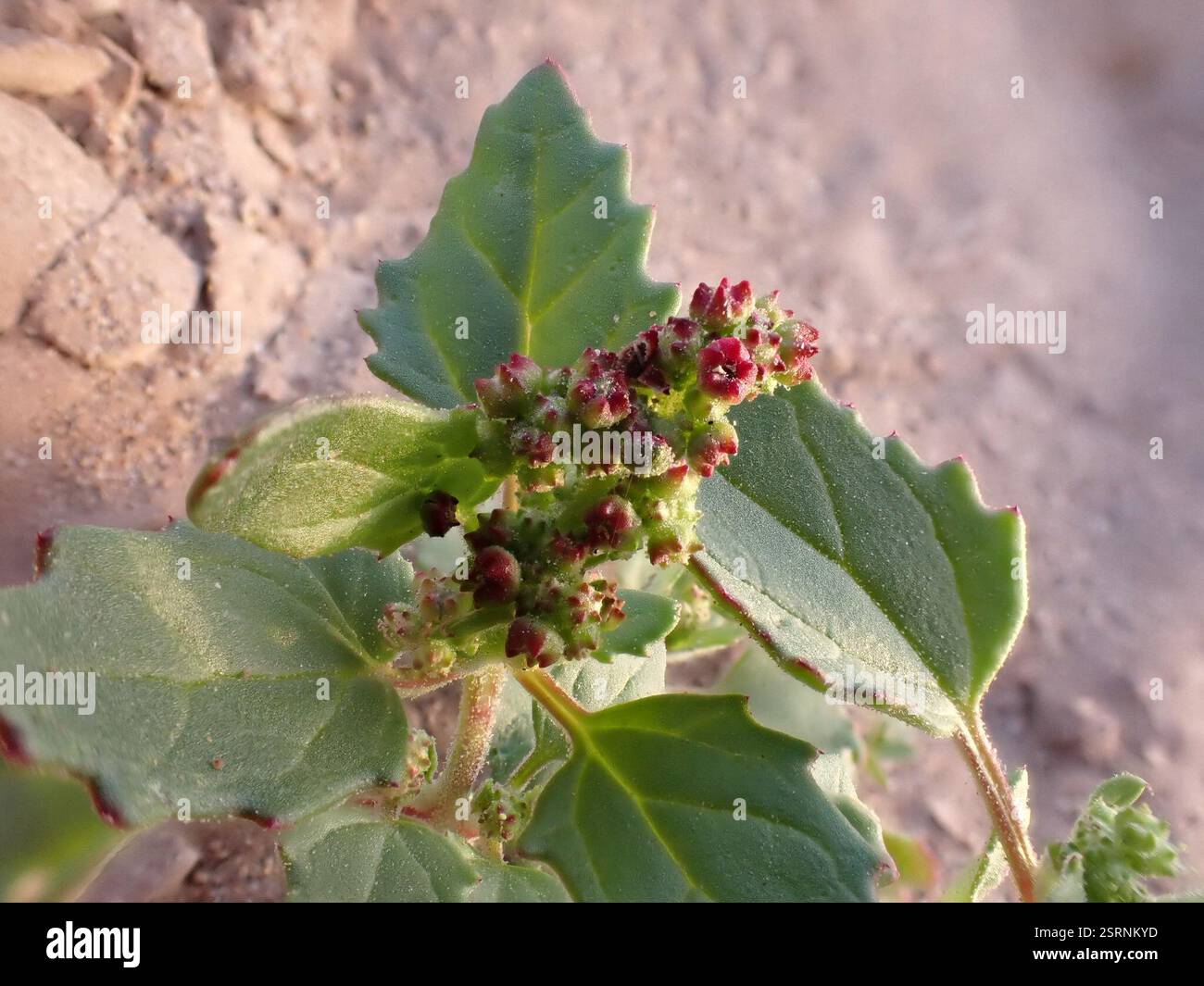 sprawling saltbush (Atriplex suberecta), Plantae, Tarmigt, Drâa ...