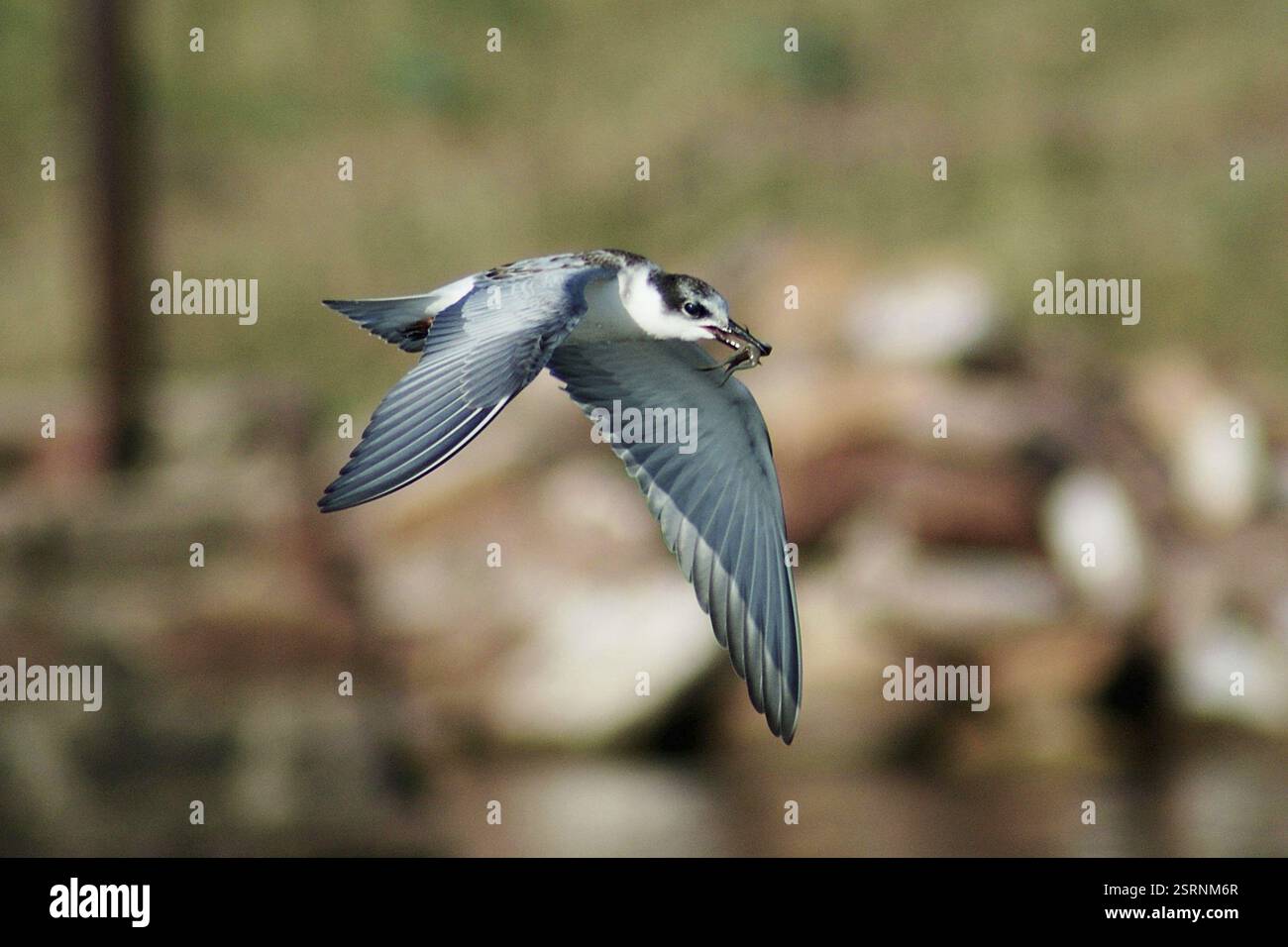 Whiskered tern hunting frog, Jodhpur, Rajasthan, India, Asia Stock ...