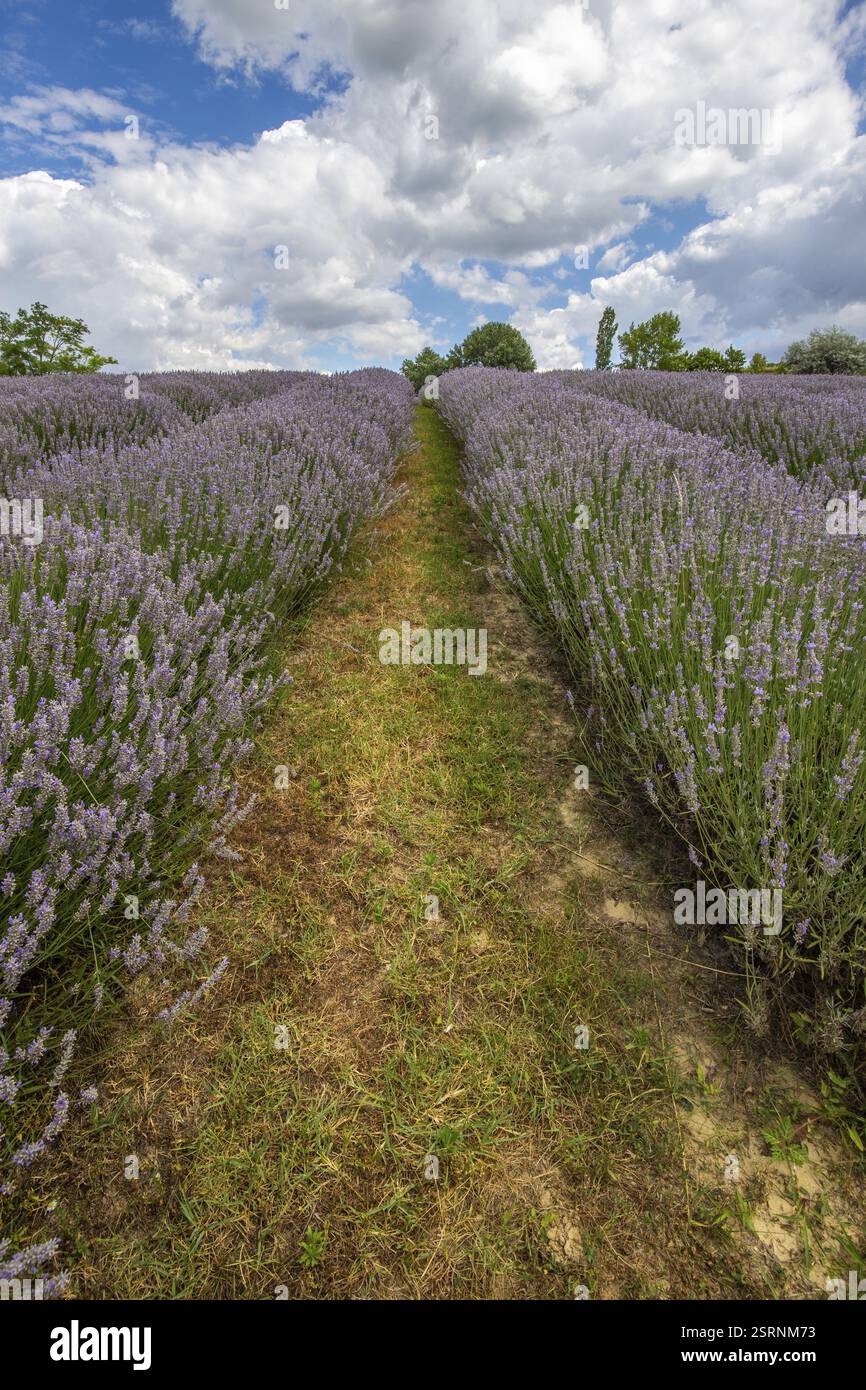 Beautiful summer evening in a lavender field. Large blue lavender ...