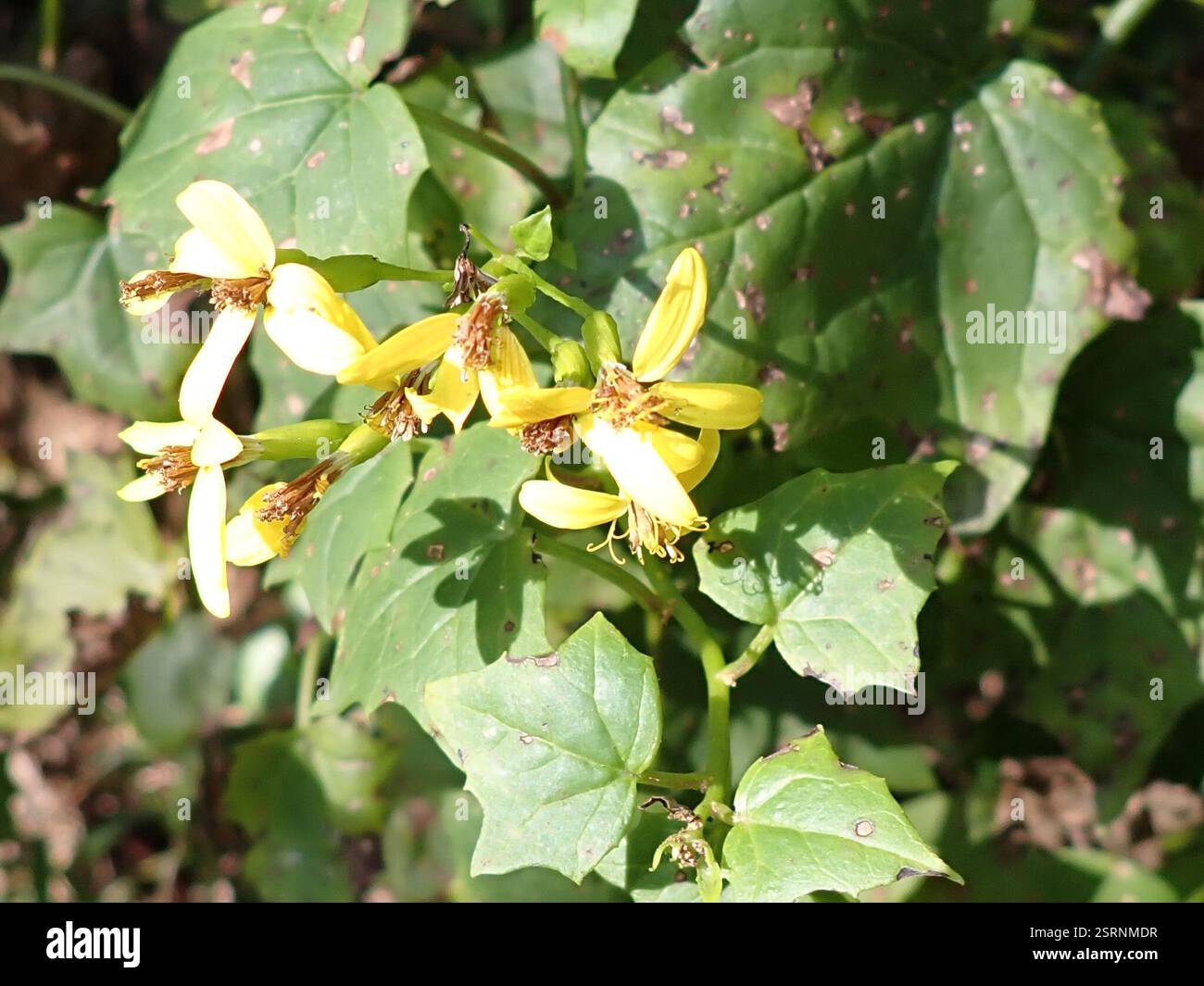Canary creeper (Senecio tamoides), Plantae, Cathkin Park, South Africa ...