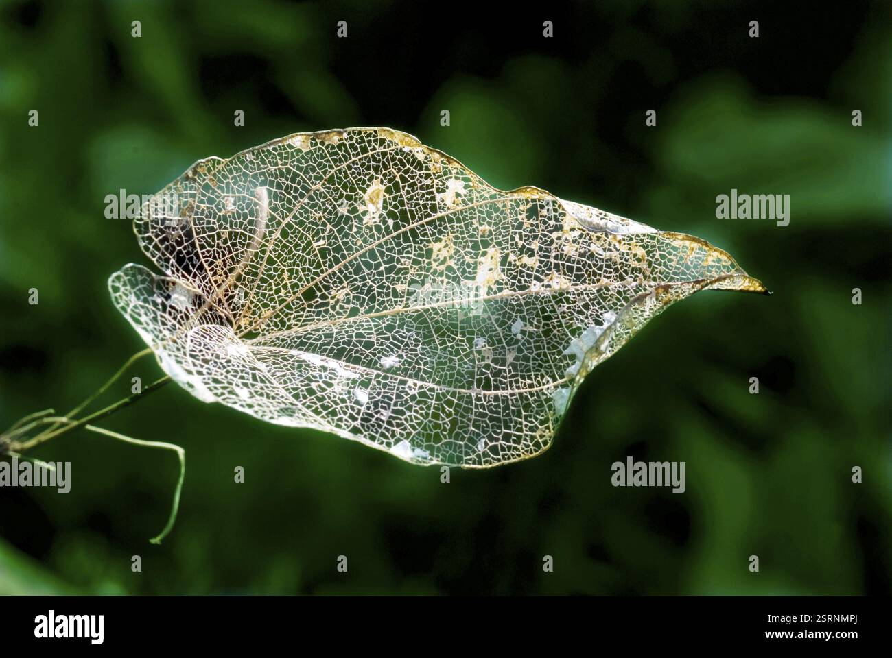 Leaf veins sans chlorophyll green pigments chlorophyll ayurvedic plant ...