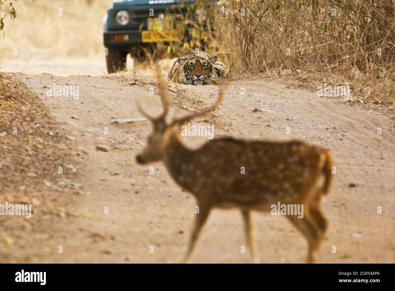 Tiger panthera tigris crouching looking at deer in front of jeep ...
