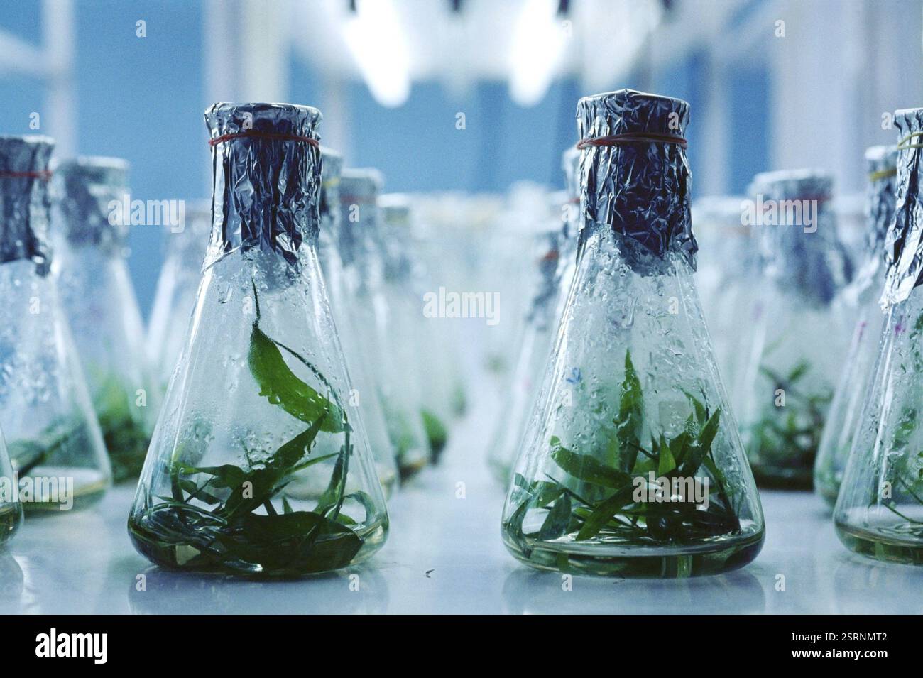 Tissue culture lab, flasks, India, Asia Stock Photo - Alamy