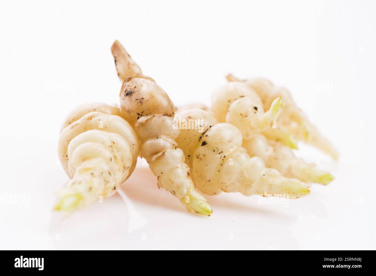 Japanese crosne Stachys affinis tubers rhizome root vegetable closeup ...