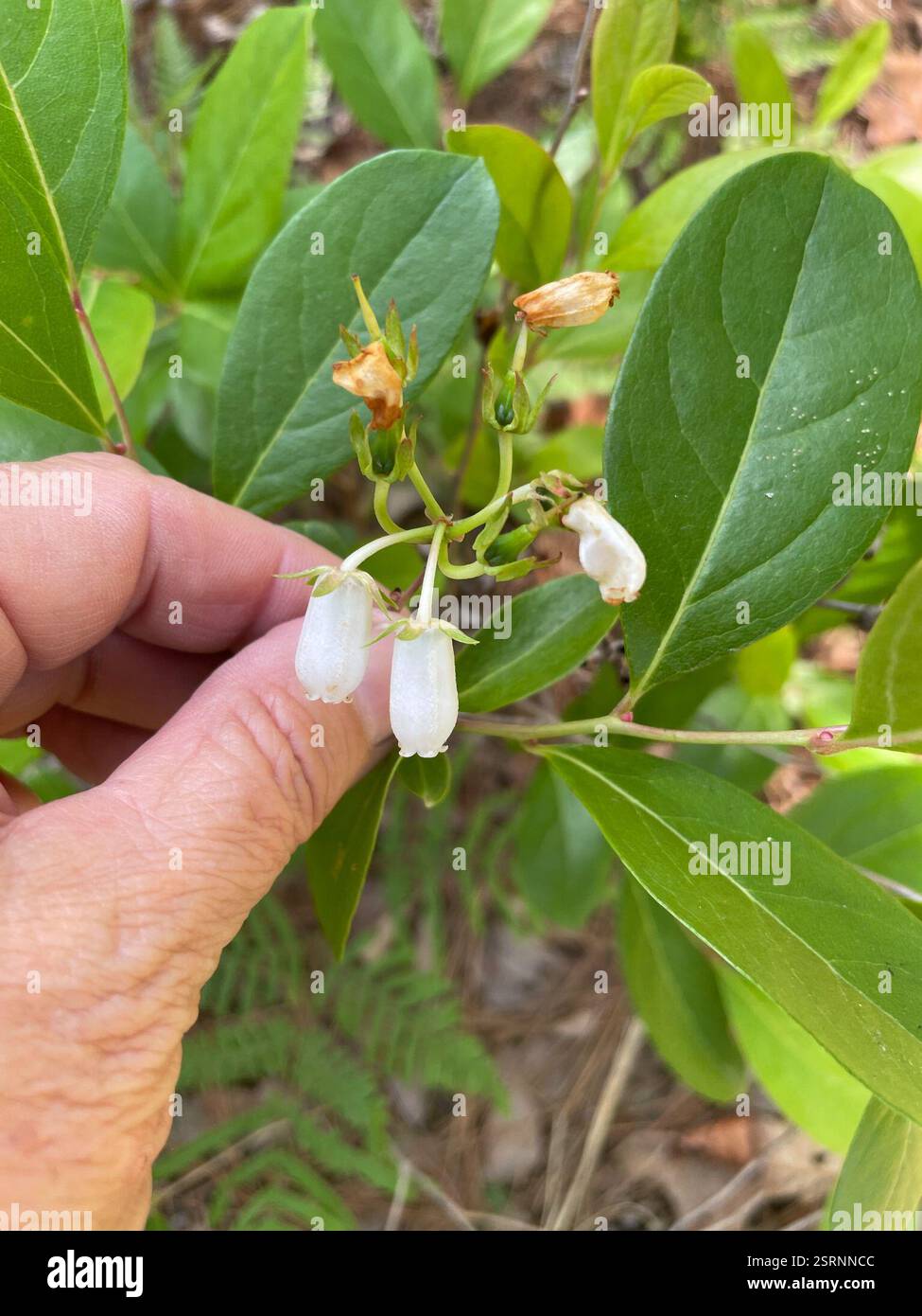 staggerbush (Lyonia mariana), Plantae, Wadesboro, NC, US Stock Photo ...