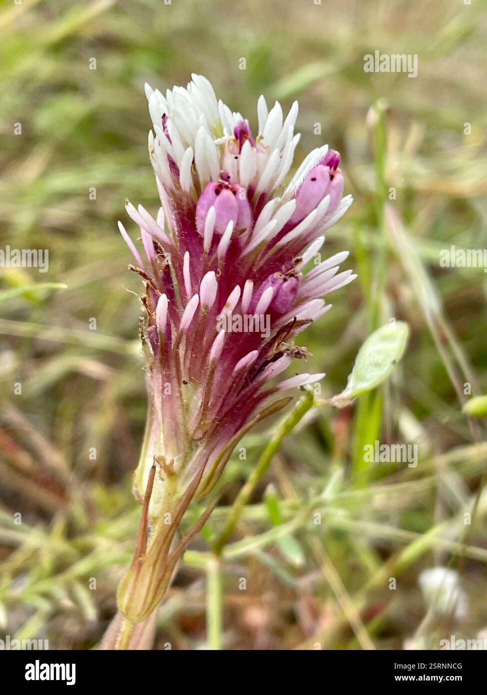 Denseflower Indian Paintbrush (Castilleja densiflora), Plantae, Fort ...
