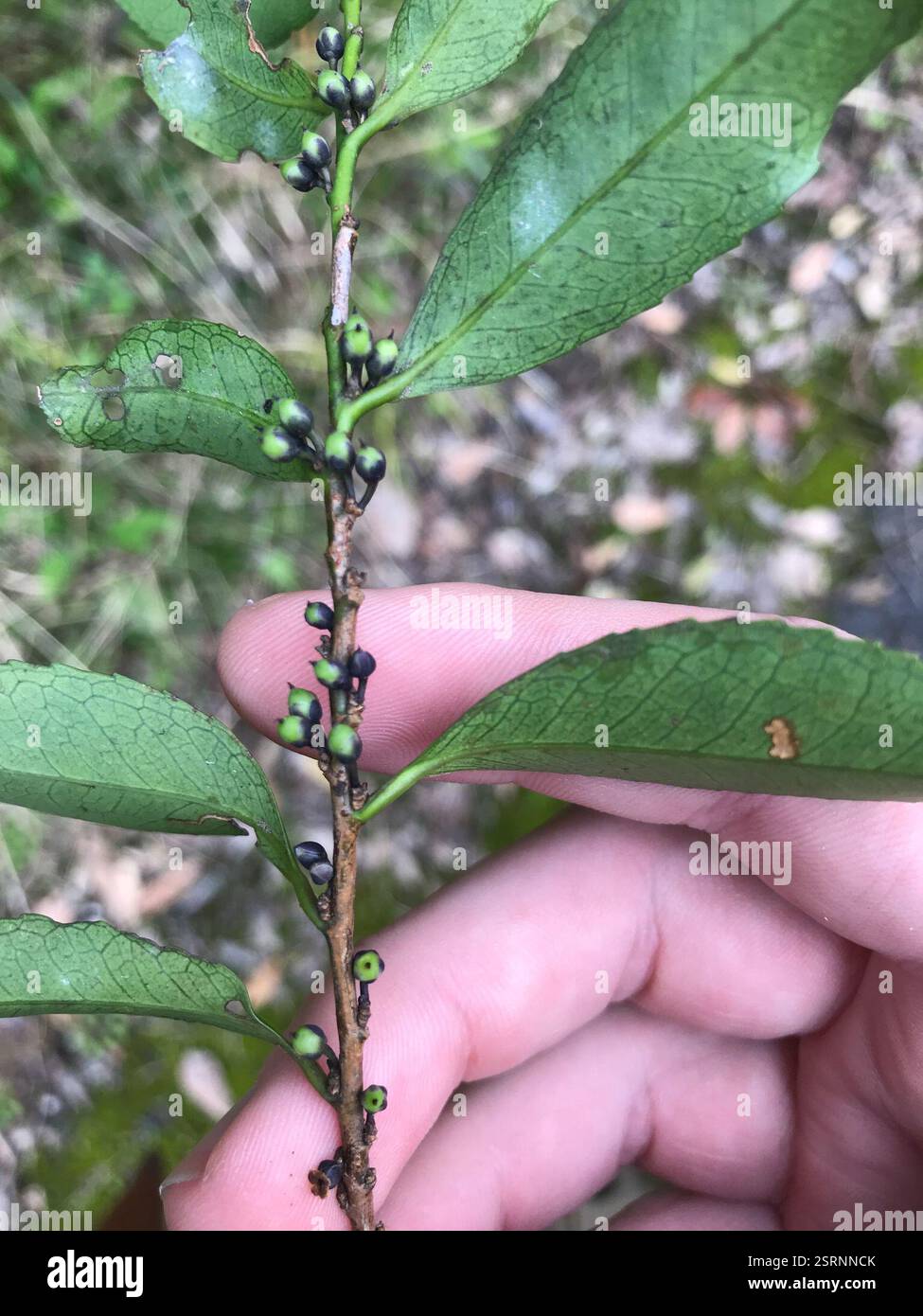 Japanese Eurya (Eurya japonica), Plantae, Kamikoshikicho Nakakoshiki ...