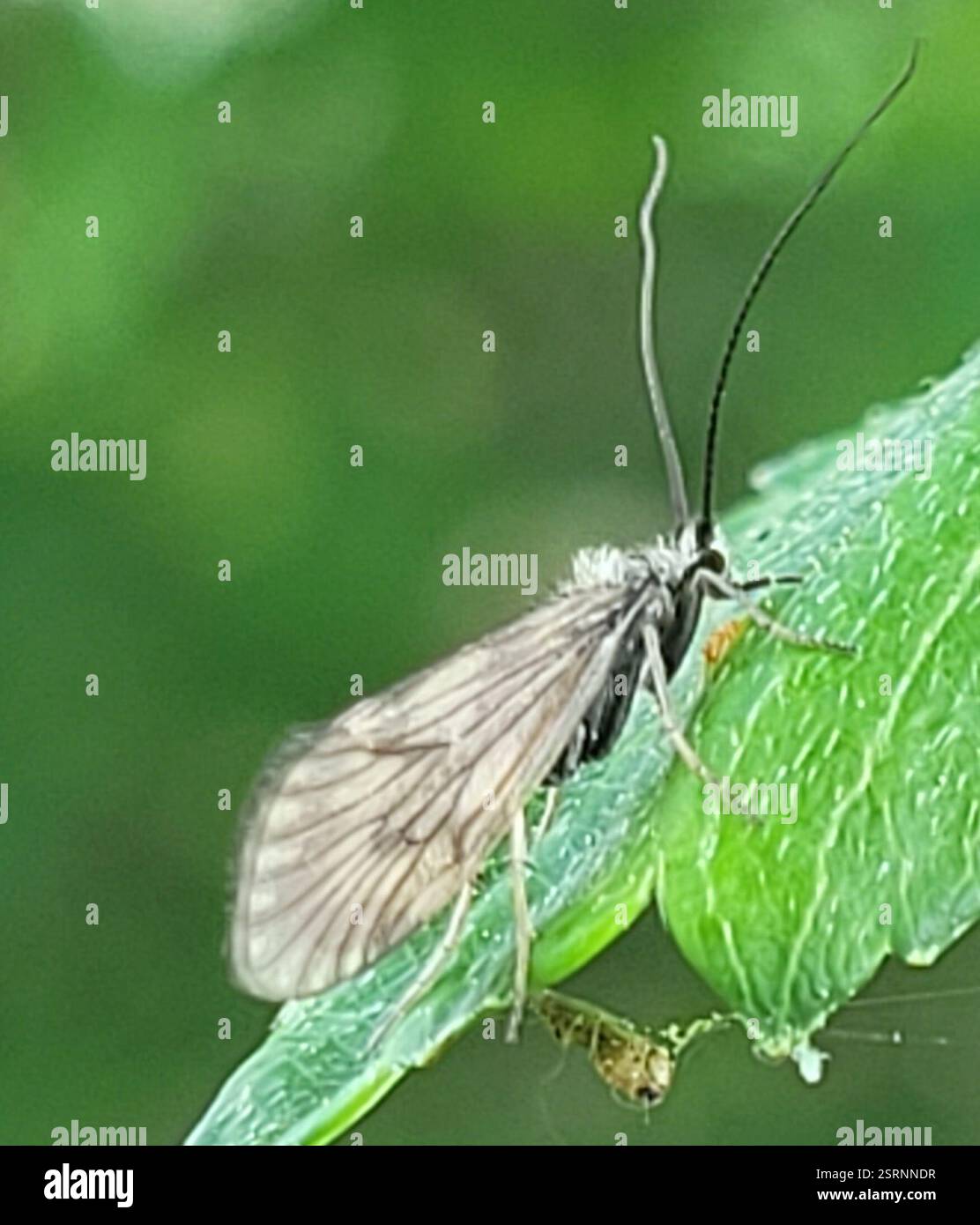 Grannom Caddisflies (Brachycentrus), Insecta, Central Kootenay, BC ...