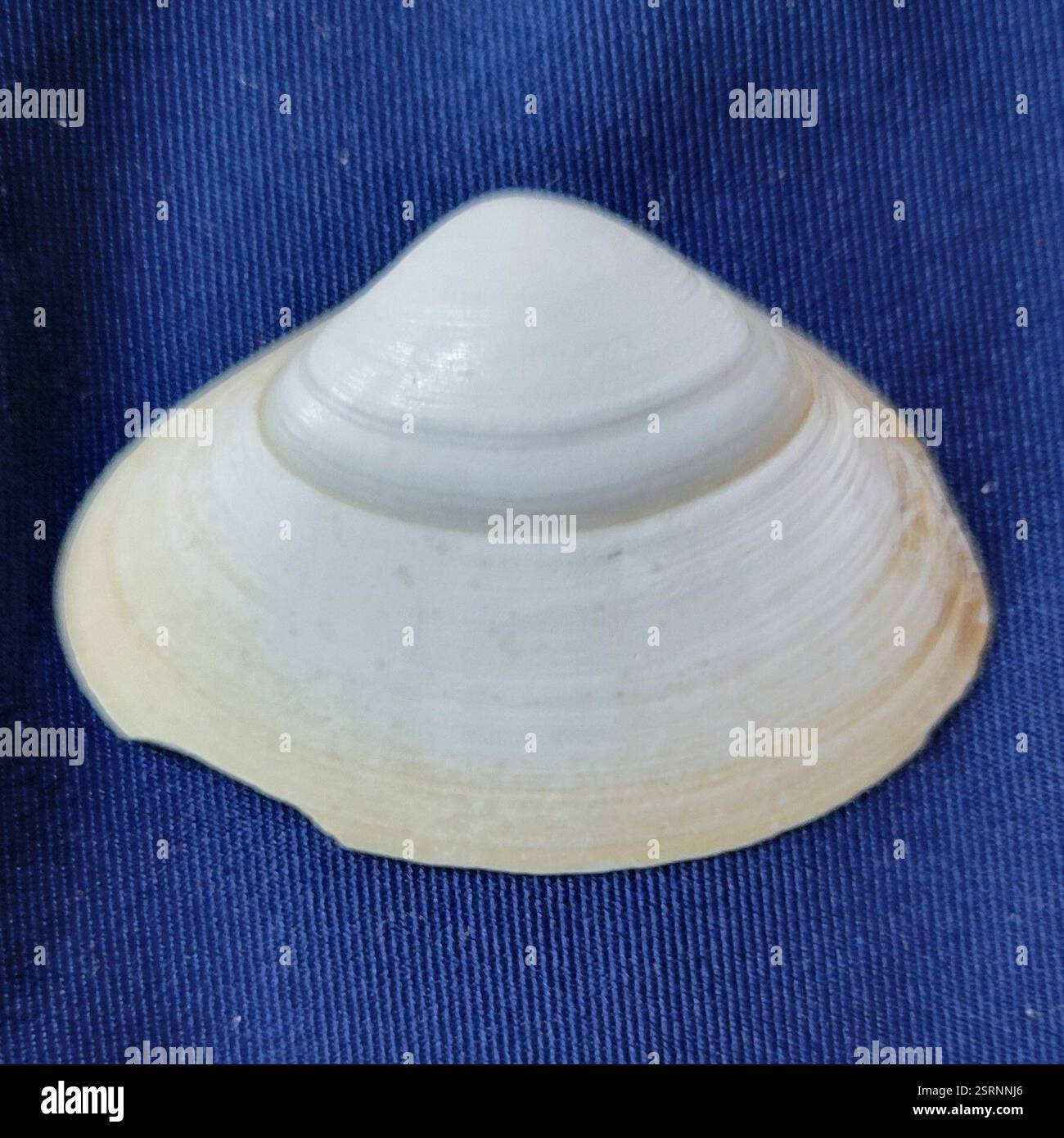 Southern Surfclam (Spisula raveneli), Mollusca, Treasure Island Beach ...