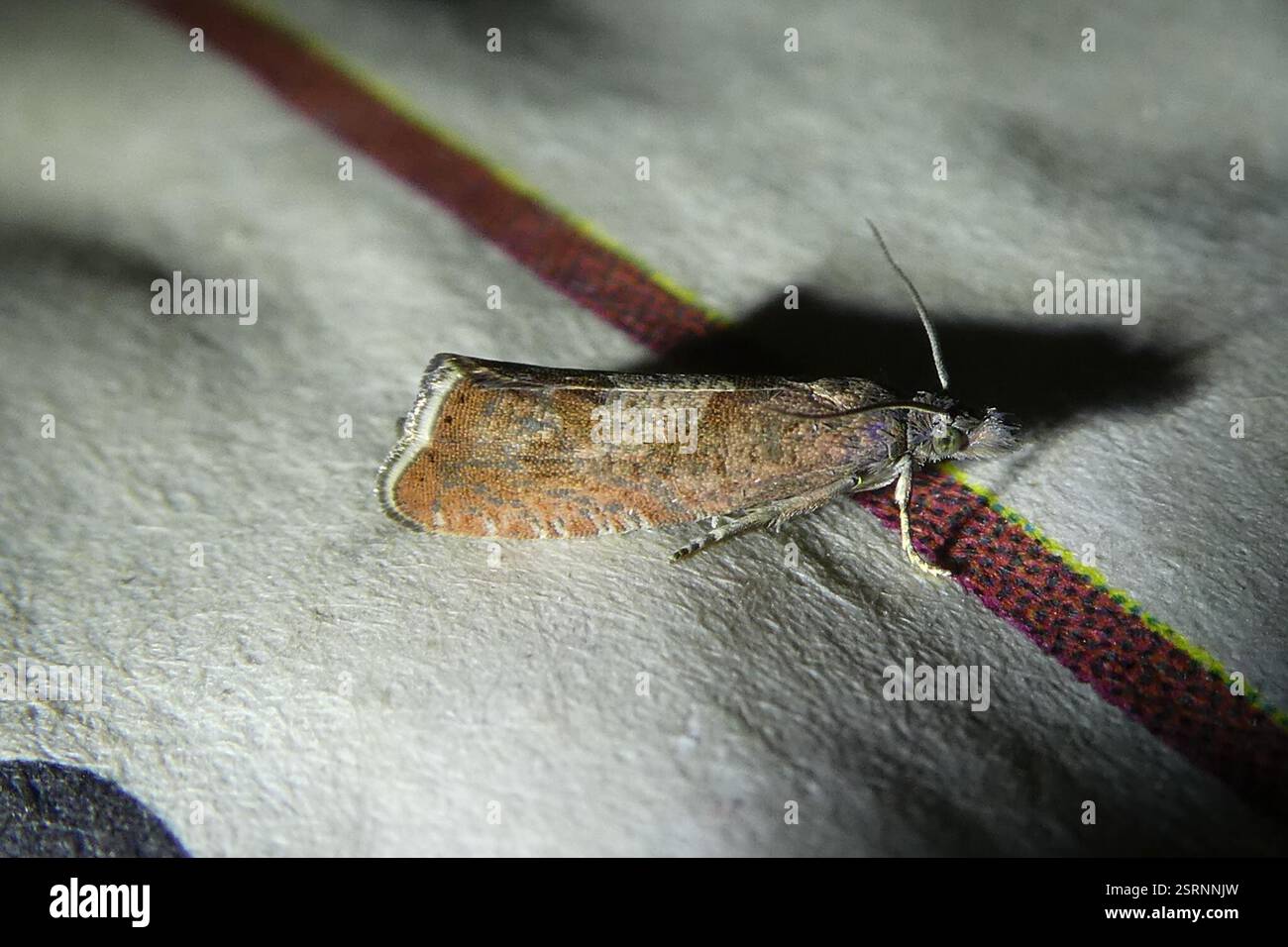 Sharp-winged Drill (Dichrorampha acuminatana), Insecta, South Heale ...