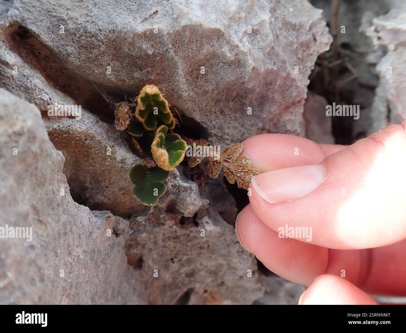 Rustyback (Asplenium ceterach), Plantae, İztuzu Plajı, Ortaca, Muğla ...