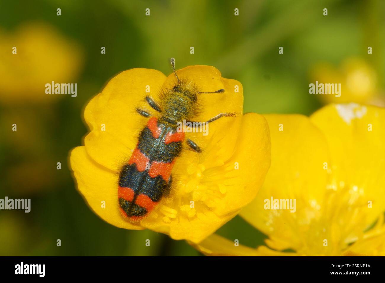 (Trichodes alvearius), Insecta, 56332 Brodenbach, Deutschland, on ...
